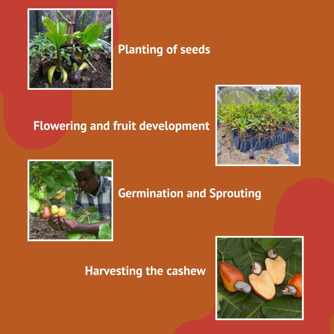 cashews growing process